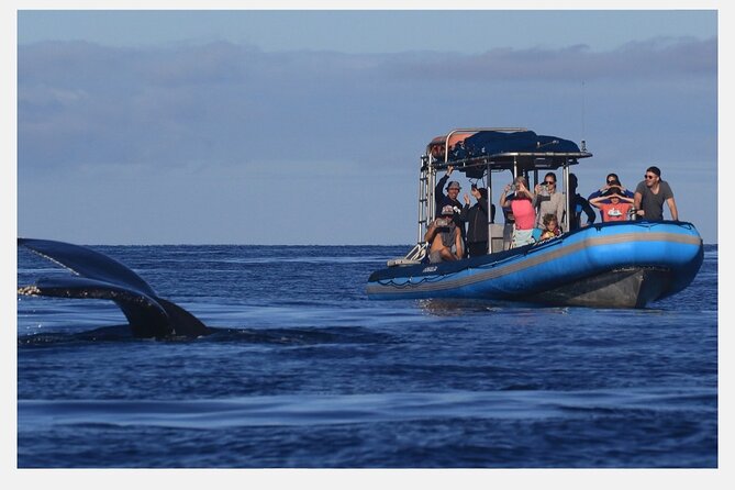 The Best 8 am 1.5 Hour Whale Watching Tour - An In-Depth Look at the Tour
