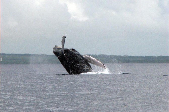The Best 8 am 1.5 Hour Whale Watching Tour - Frequently Asked Questions