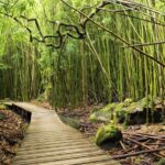 The best half day of your life! Luxury Road to Hana private tour - Why This Tour Shines