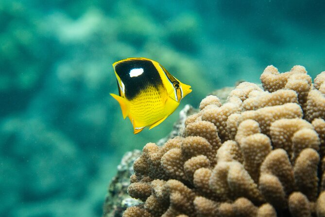 The Best Maui 3 Hour Molokini and Turtle Town Snorkel - The Itinerary: What to Expect