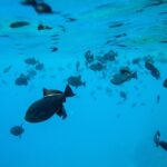 The Best Maui 3 Hour Molokini and Turtle Town Snorkel - Practical Details and What You Should Know