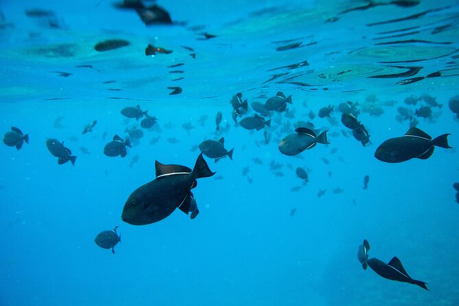 The Best Maui 3 Hour Molokini and Turtle Town Snorkel - Practical Details and What You Should Know