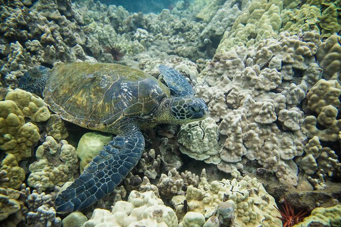 The Best Maui 3 Hour Molokini and Turtle Town Snorkel - The Authentic Experience: What Travelers Say