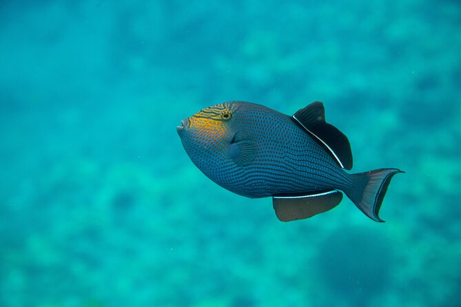 The Best Maui 3 Hour Molokini and Turtle Town Snorkel - Who Would Love This Tour?