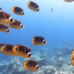 The Combo - Authentic Marine Encounters