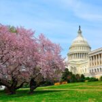 The DC Cherry Blossom Tour - Itinerary Breakdown and What You’ll Experience