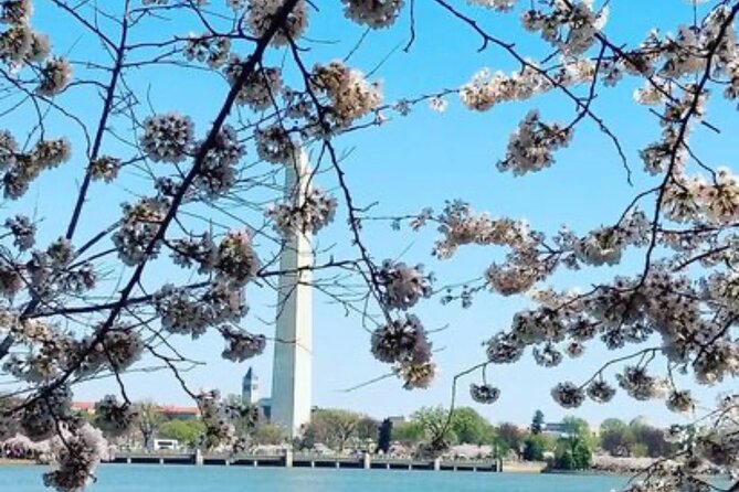 The DC Cherry Blossom Tour - Why This Tour Works for You