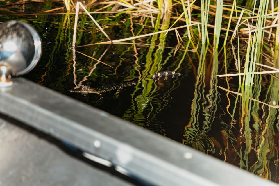 The Everglades: 1-Hour Airboat Night Tour - What to Expect on the Tour