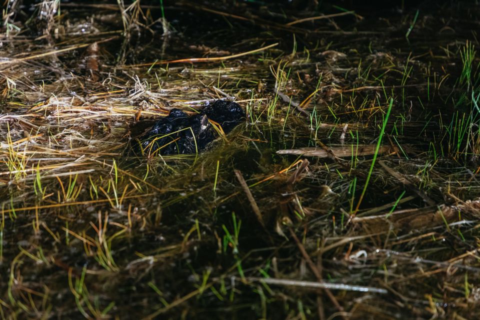 The Everglades: 1-Hour Airboat Night Tour - FAQ