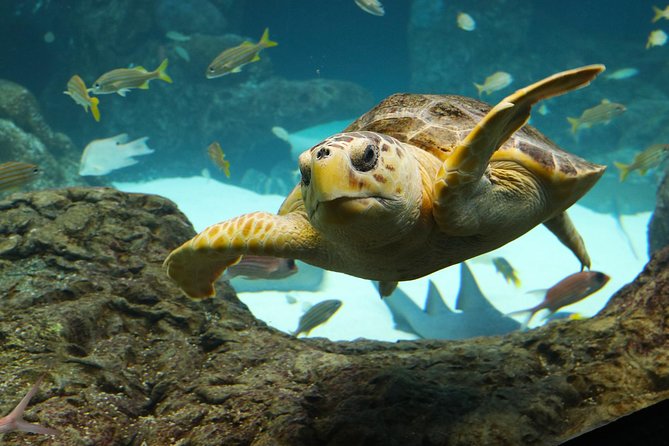 The Florida Aquarium in Tampa General Admission - The Sum Up: Who Should Visit the Florida Aquarium?
