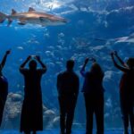 The Florida Aquarium Ticket - The Experience: From Entry to Exit