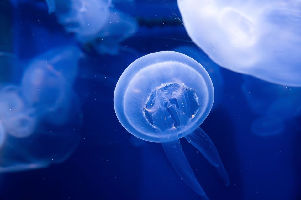 The Florida Aquarium Ticket - Authentic Insights from Visitors