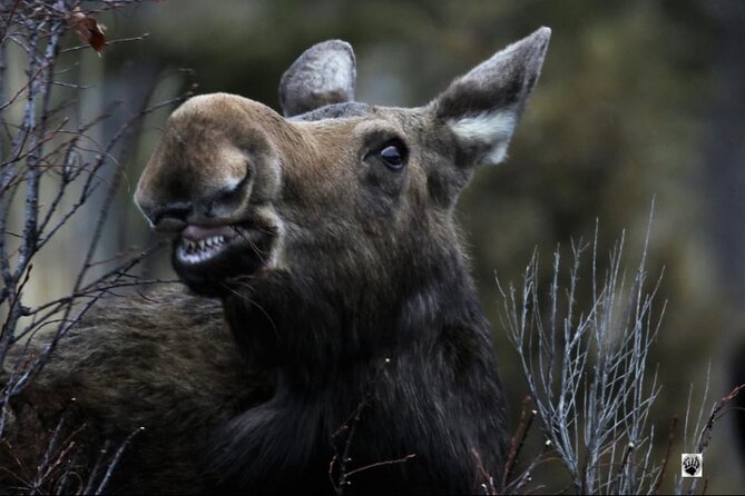 The Grand 3 Days of Private Yellowstone Tours West Yellowstone - Key Points  