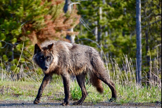 The Grand 3 Days of Private Yellowstone Tours West Yellowstone - FAQs