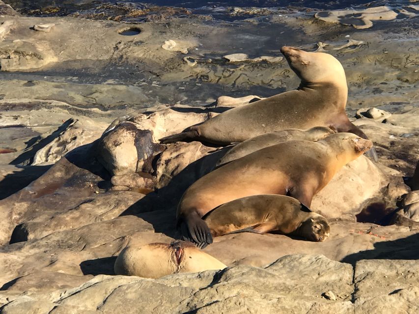 The La Jolla Tour - What to Expect on the Tour