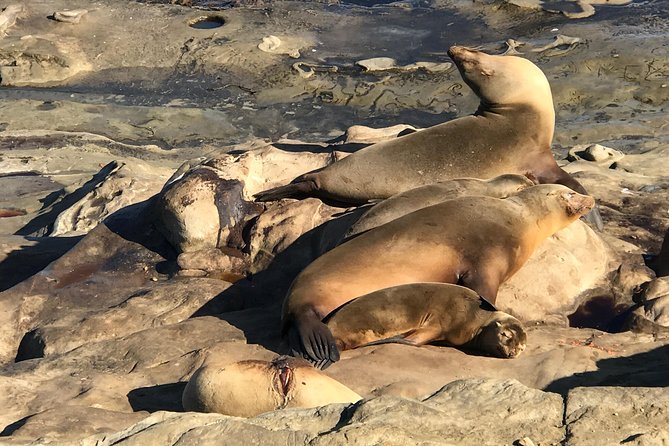 The La Jolla Tour - Final Thoughts: Is It Worth It?