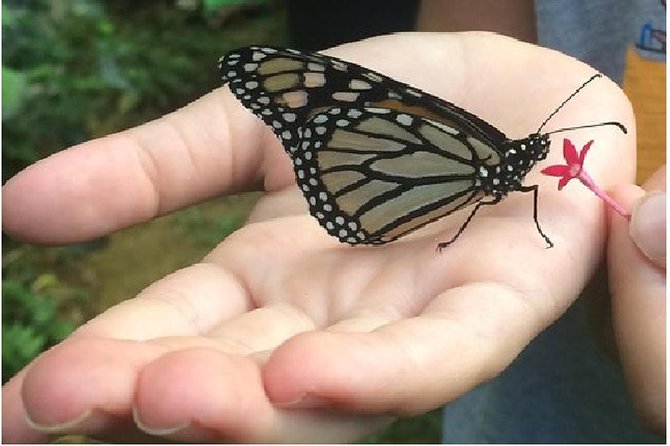 The Maui Butterfly Farm Tour - Who Will Love the Maui Butterfly Farm Tour?