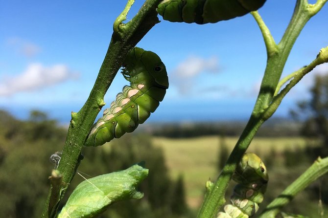 The Maui Butterfly Farm Tour - FAQs about the Maui Butterfly Farm Tour