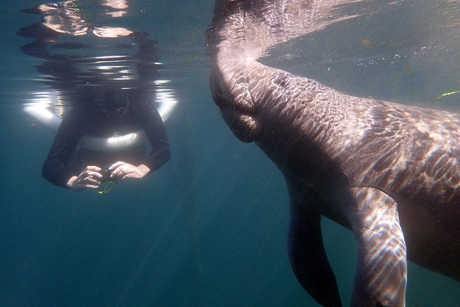 The 'OG' Manatee Snorkel Tour with In-Water Guide/Photographer - The Authenticity of an Encounter in Crystal River