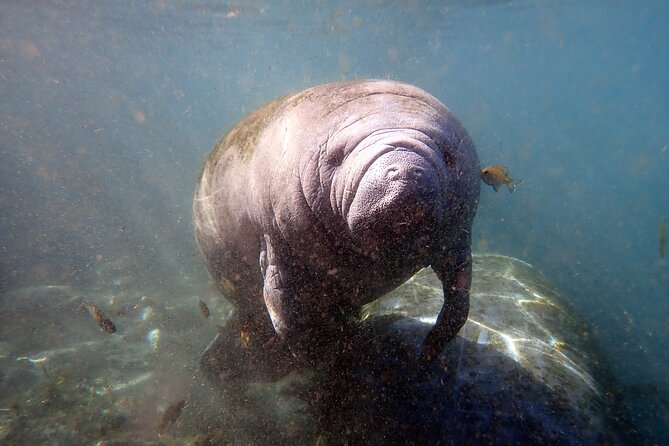 The 'OG' Manatee Snorkel Tour with In-Water Guide/Photographer - What to Expect: The Full Breakdown