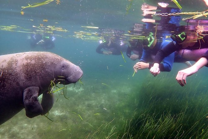 The 'OG' Manatee Snorkel Tour with In-Water Guide/Photographer - FAQs about the OG Manatee Snorkel Tour