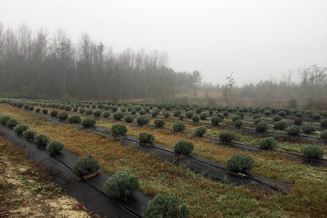 The Olive Grove Tour - A Closer Look at the Tour Experience