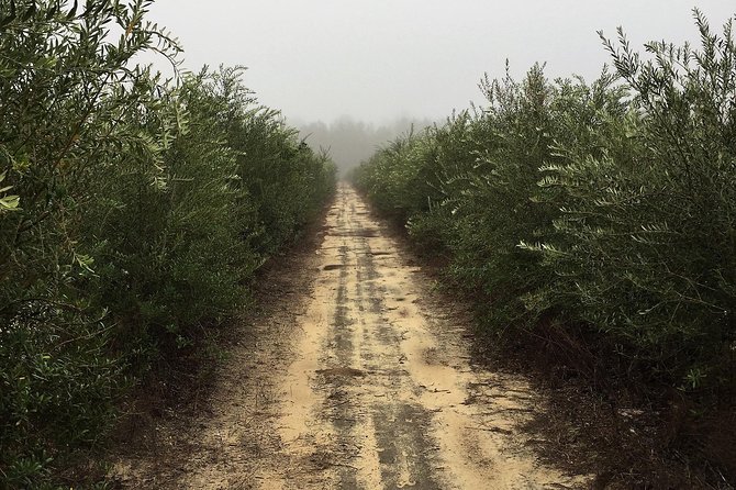 The Olive Grove Tour - The Sum Up: Who Should Consider This Tour?