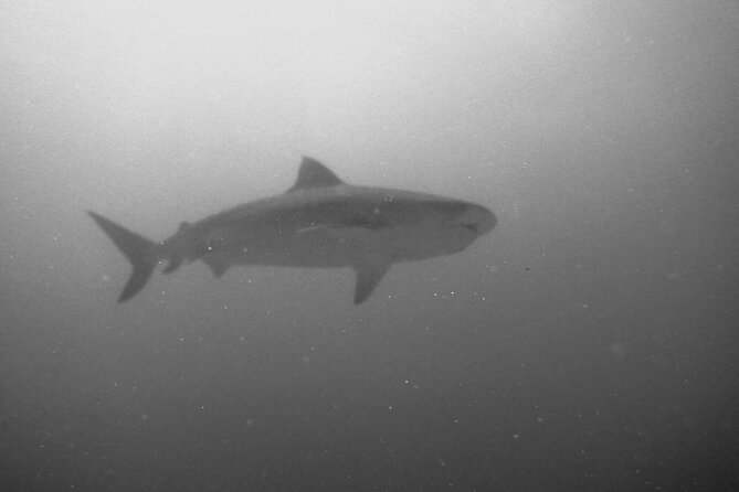 The Original Tiger Shark Challenge - An In-Depth Look at The Original Tiger Shark Challenge