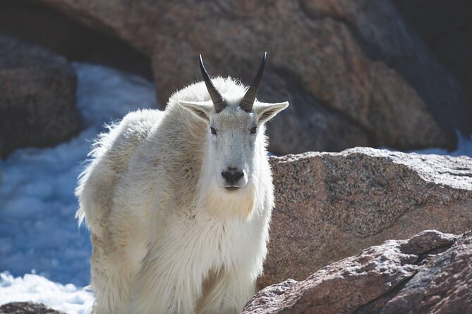 The Premier Wildlife Tours in Rocky Mountain National Park - In-Depth Look at the Rocky Mountain Wildlife Tour