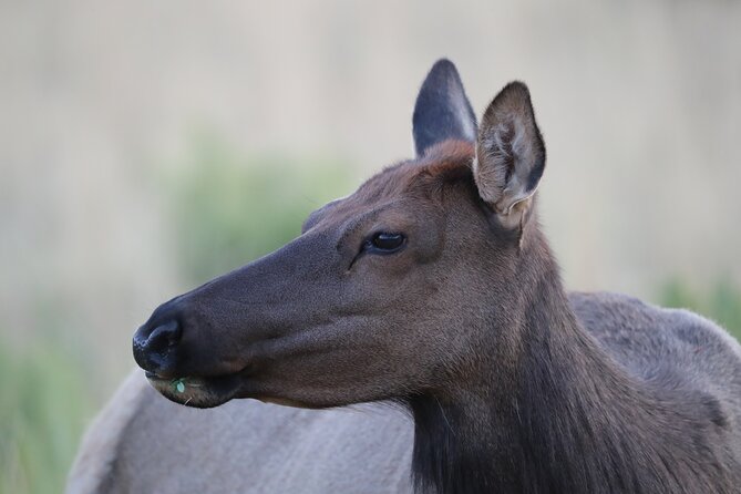 The Premier Wildlife Tours in Rocky Mountain National Park - Who Will Love This Tour?
