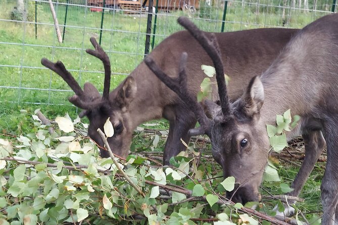 The Reindeer Grove Homestead Tour and Forage - An In-Depth Look at the Reindeer Grove Homestead Tour