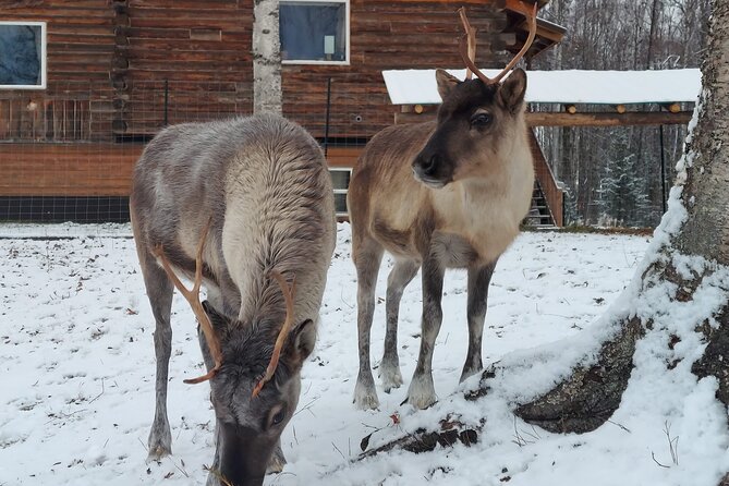 The Reindeer Grove Homestead Tour and Forage - FAQs