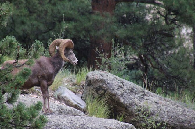 The Rocky Mountain National Park Safari Tour - A Closer Look at the Itinerary