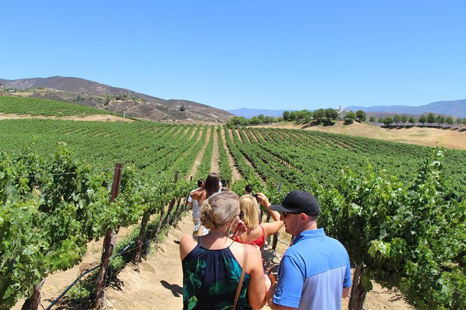 The Temecula Wine Tour from Anaheim - What Makes This Tour Stand Out?  