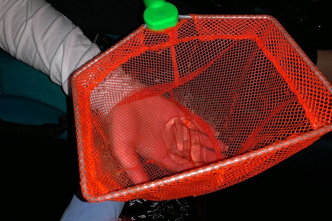 Thousand Islands Bioluminescent Kayak Tour with Cocoa Kayaking! - Seasonality and Planning