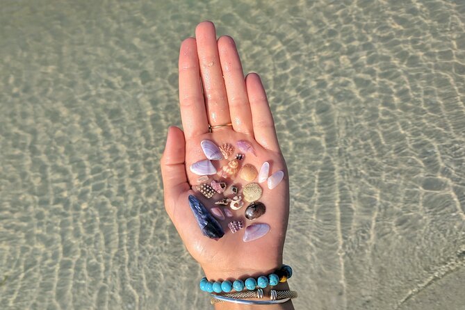 Three Hour Shelling Cruise to Shell Key Preserve from John's Pass - Key Points