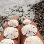 Three Hour Shelling Cruise to Shell Key Preserve from John's Pass - The Value of This Experience