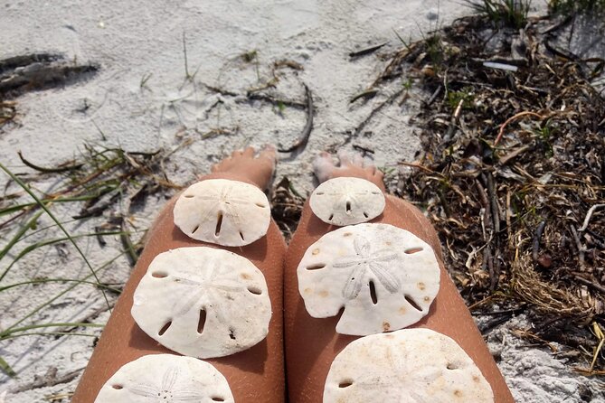 Three Hour Shelling Cruise to Shell Key Preserve from John's Pass - The Value of This Experience