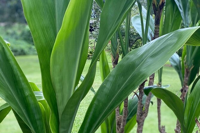 Ti Leaf Bracelet Craft Class on Maui - Deep Dive into the Itinerary