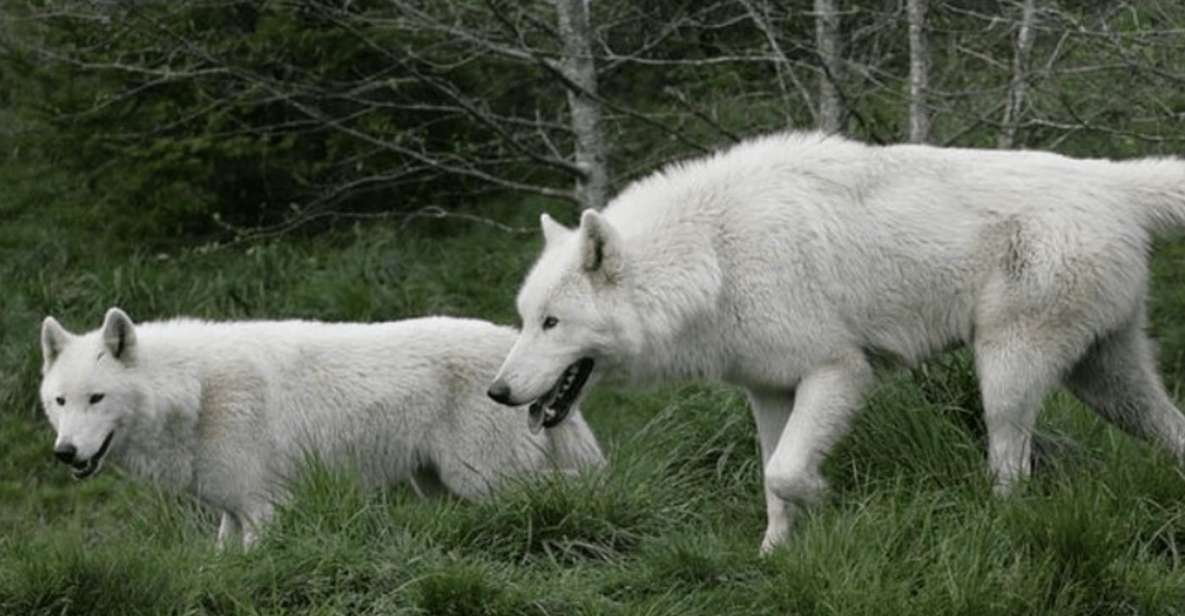 Tidewater: White Wolf Sanctuary Tour and Presentation - Tidewater: White Wolf Sanctuary Tour and Presentation – An Authentic Encounter with Nature’s Majestic Creatures