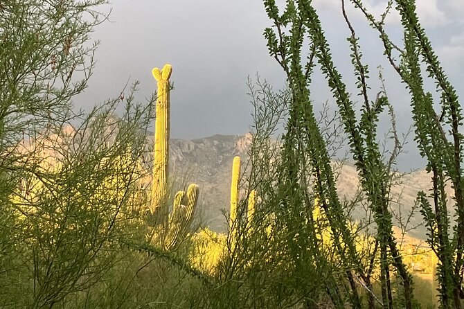 Tombstone & San Xavier, How the West was Won! - The Value of the Tour  