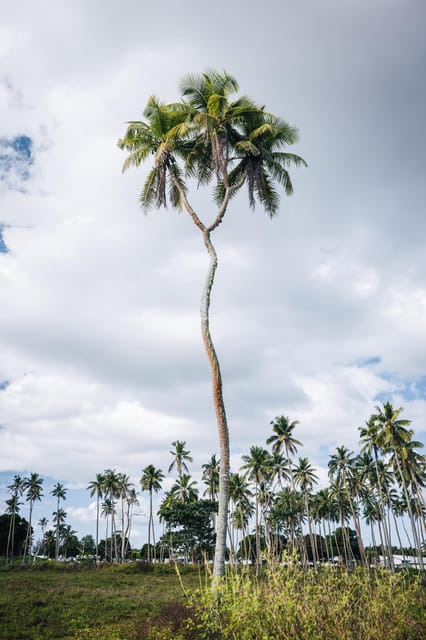TONGATAPU ISLAND TOUR- Takeaway Tonga and You - Is This Tour Right for You?