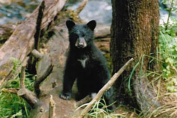 Traitors Cove Bear Viewing - Key Points  
