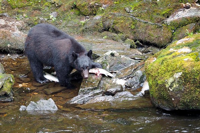 Traitors Cove Bear Viewing - Whats Included and Whats Not  