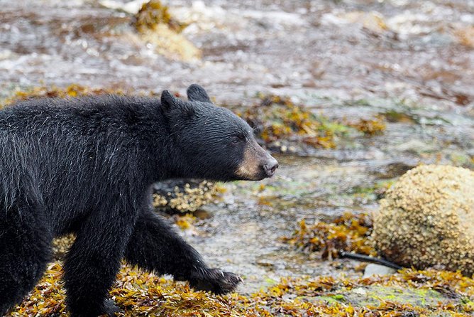 Traitors Cove Bear Viewing - Final Thoughts: Who Will Love This Tour?  