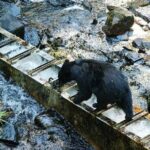 Traitors Cove Bear Viewing in Ketchikan, Alaska - Why You’ll Love This Tour
