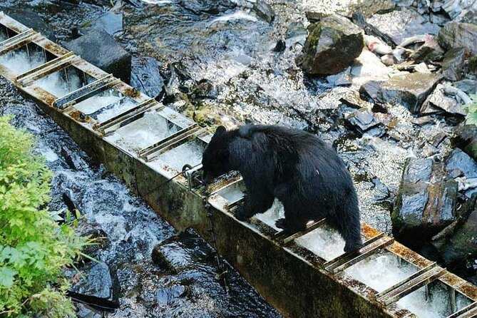 Traitors Cove Bear Viewing in Ketchikan, Alaska - Why You’ll Love This Tour