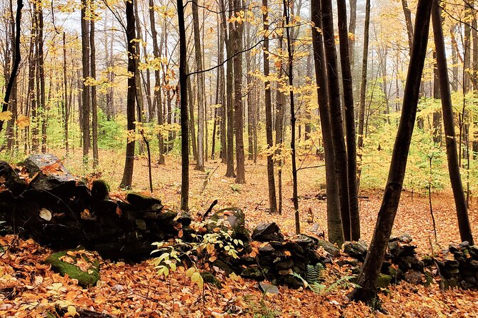 Transformative Forest Escape: A Mindful Journey for Inner Calm - Key Points  