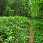 Transformative Forest Escape: Rebalance, Connect, Renew - Authentic Vibes and Personal Touches