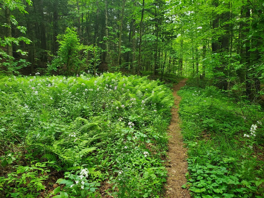 Transformative Forest Escape: Rebalance, Connect, Renew - Authentic Vibes and Personal Touches
